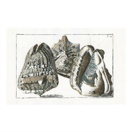 Shell Prints Series 2 – WJC Design + Ambler Art Group