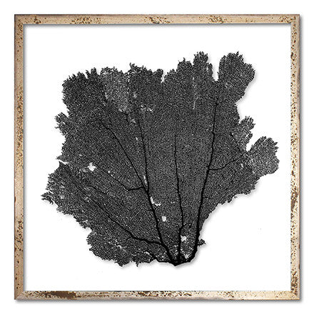 25" x 25" Classic Sea Fan – WJC Design + Ambler Art Group