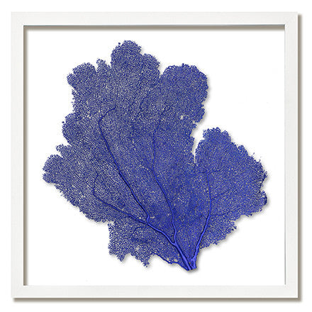 25" x 25" Classic Sea Fan – WJC Design + Ambler Art Group