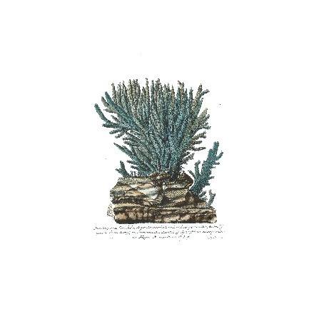 Blue Coral Prints – WJC Design + Ambler Art Group