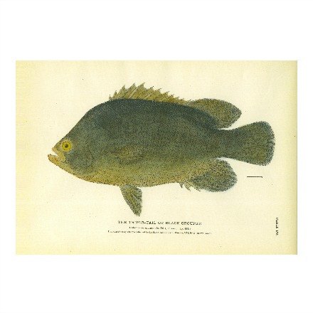 Fish Prints – WJC Design + Ambler Art Group