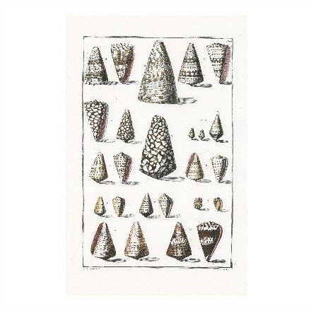 Shell Prints Series 2 – WJC Design + Ambler Art Group