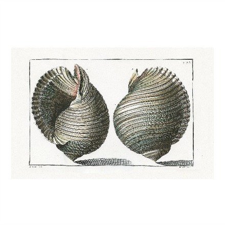 Shell Prints Series 2 – WJC Design + Ambler Art Group