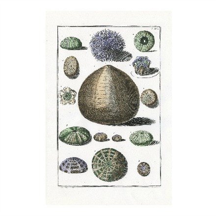 Shell Prints Series 2 – WJC Design + Ambler Art Group