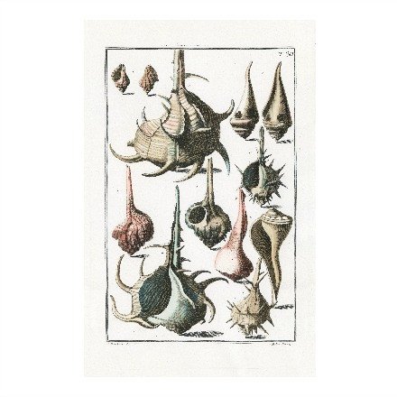 Shell Prints Series 2 – WJC Design + Ambler Art Group