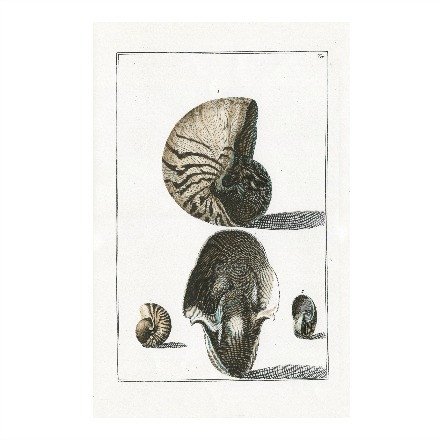 Shell Prints Series 2 – WJC Design + Ambler Art Group