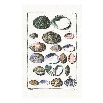 Shell Prints Series 2 – WJC Design + Ambler Art Group