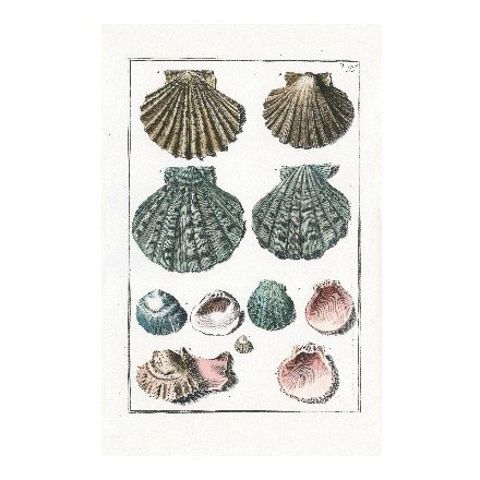 Shell Prints Series 2 – WJC Design + Ambler Art Group