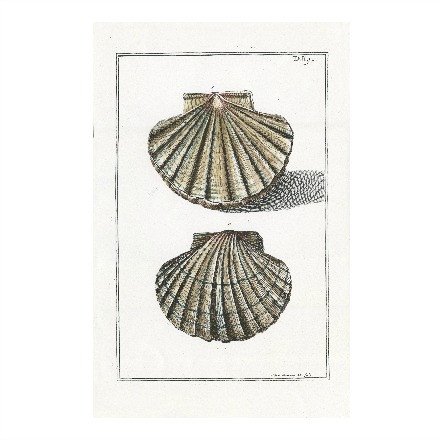 Shell Prints Series 2 – WJC Design + Ambler Art Group